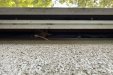 Keep Animals Out of Your Foundation and Sub-Siding
